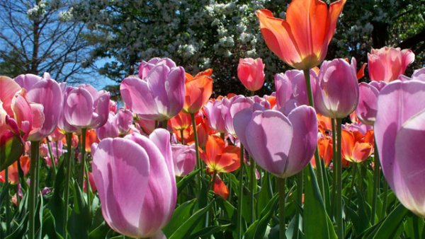 Richardson Farm Tulip Fest likely to kick off next week – NBC Chicago