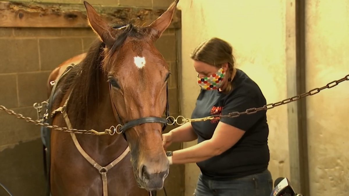 Hawthorne Racecourse Set to Resume Horse Racing This Weekend – NBC Chicago