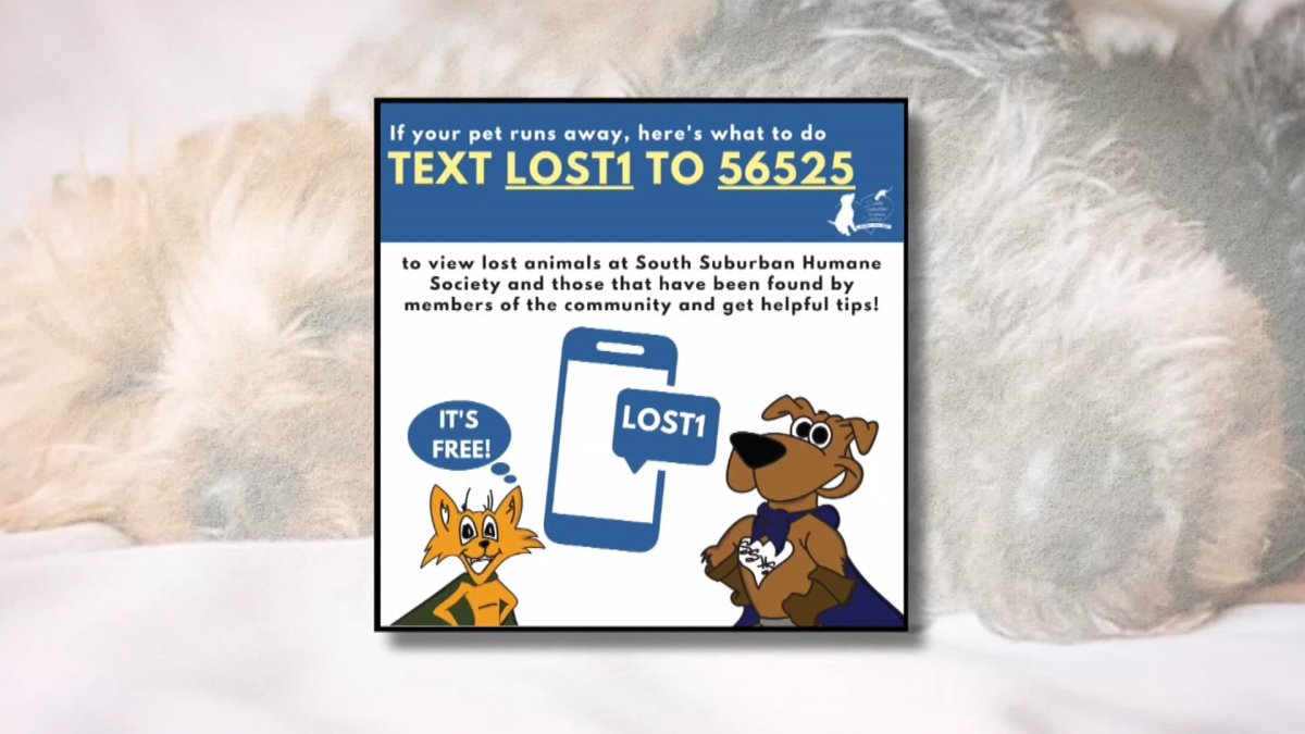 Texting Service For Missing Pets Launched In South Suburbs Ahead Of ...