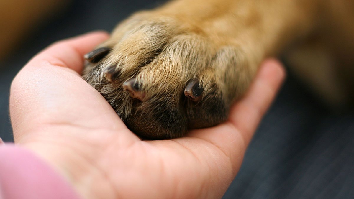 NYC Dog Named Buddy, 1st Pet Pup in US Diagnosed With COVID, Dies at ...