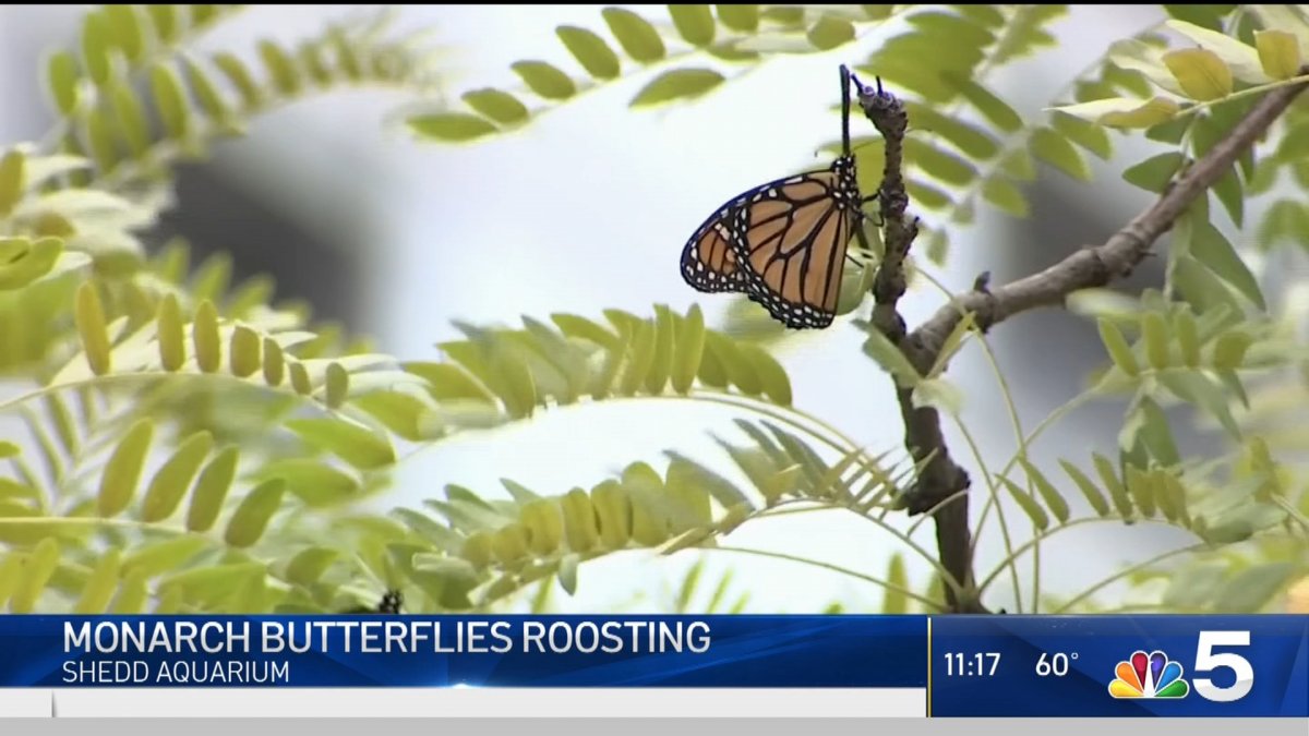 How to Spot Monarch Butterflies in Chicago Ahead of Migration – NBC Chicago