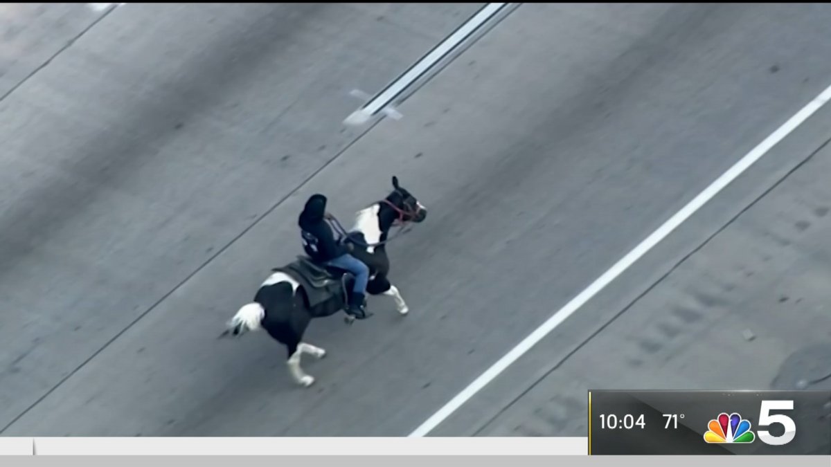 ‘Dreadhead Cowboy’ Defends His Love for Animals After Dan Ryan Horse ...