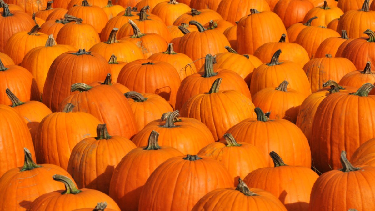 Chicago pumpkin patches: Here are 12 you won’t want to miss – NBC Chicago