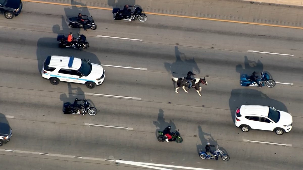 ‘Dreadhead Cowboy’ Faces Multiple Charges After Riding Horse Onto Dan ...