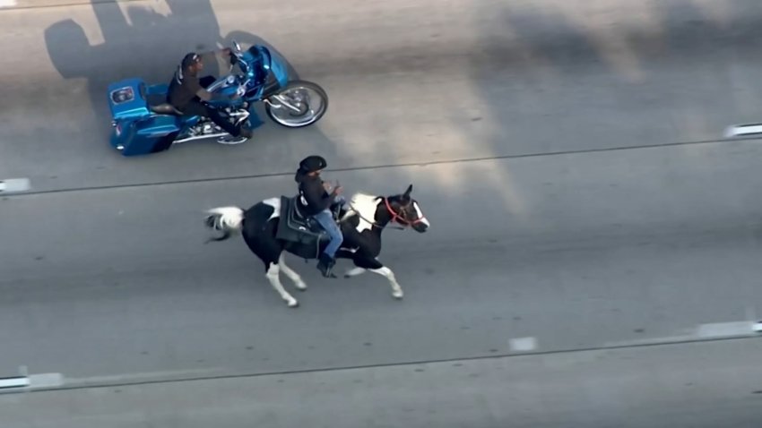 `Dreadhead Cowboy’ Pleads Guilty to Animal Cruelty Charge – NBC Chicago