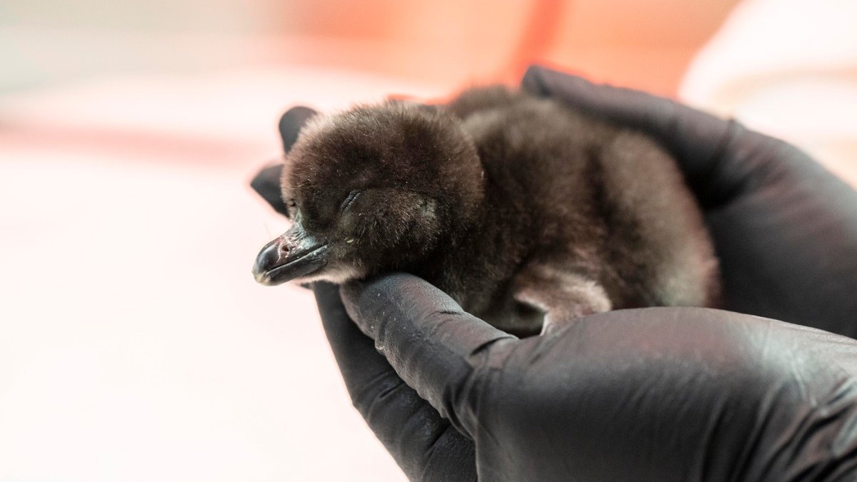 Meet The Shedd Aquarium’s New Penguin Chicks – NBC Chicago
