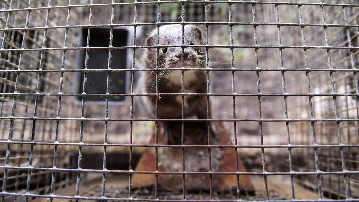 Mink Housed on Michigan Farm Test Positive for Coronavirus – NBC Chicago