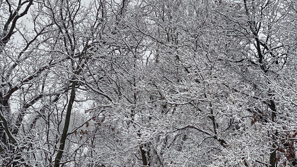 Snow Totals From Across the Chicago Area Tuesday – NBC Chicago