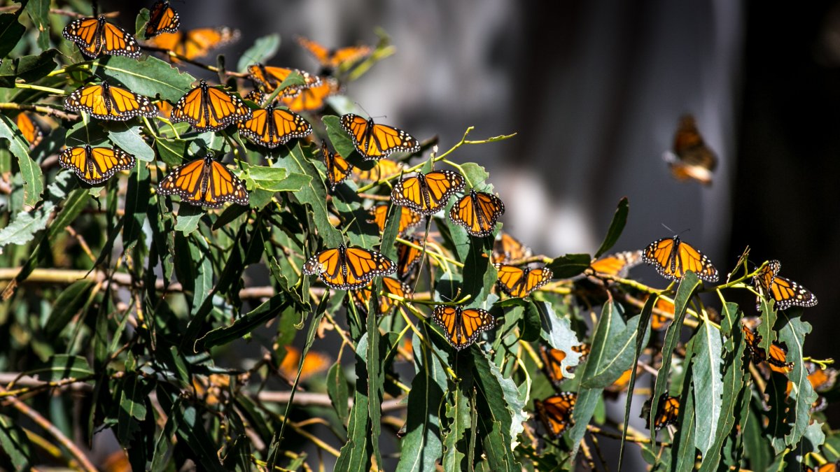 Monarch Migrations Peak Tomorrow in Chicago. Here’s What to Know – NBC ...