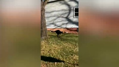 Police Catch Kangaroo-like Animal After Illinois Town Goes on Fervent ...