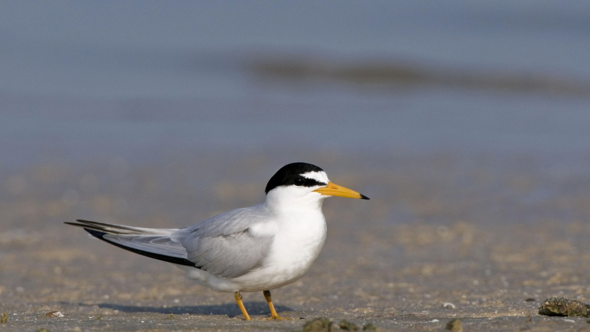 Recovered Midwestern Bird Soars Off Endangered Species List – NBC Chicago