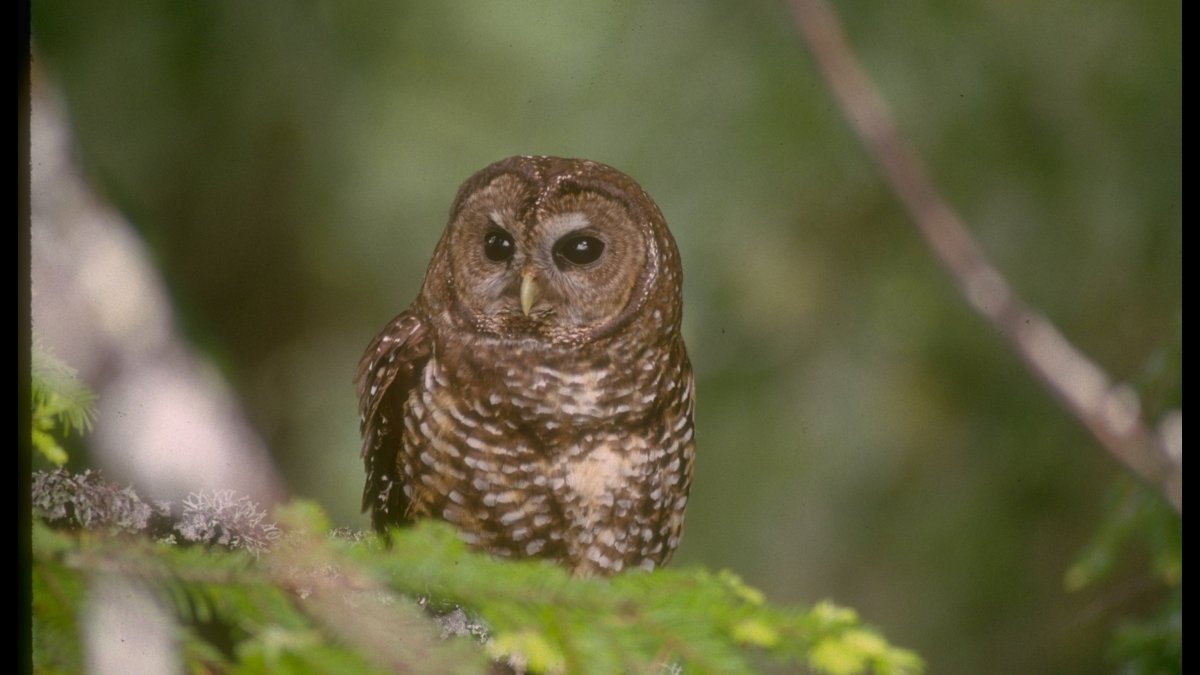 Trump Administration Slashes Imperiled Spotted Owls’ Habitat – NBC Chicago