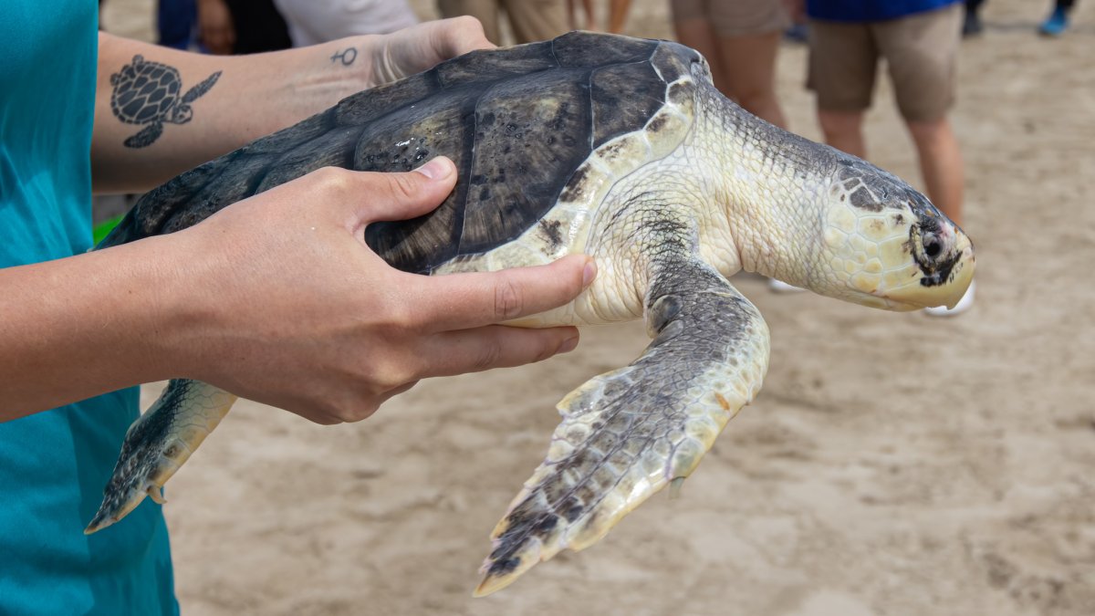 Mini Parade of Rescued Young Sea Turtles Released Into Gulf – NBC Chicago