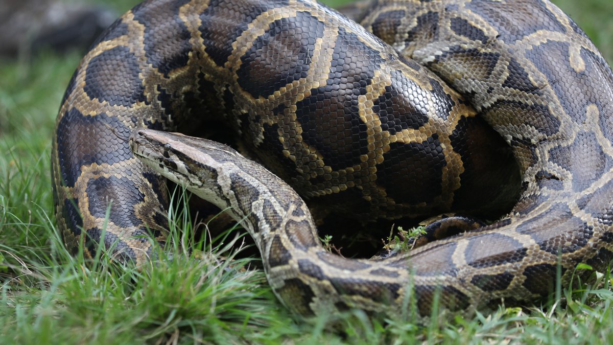 Longest Burmese python on record caught in Florida