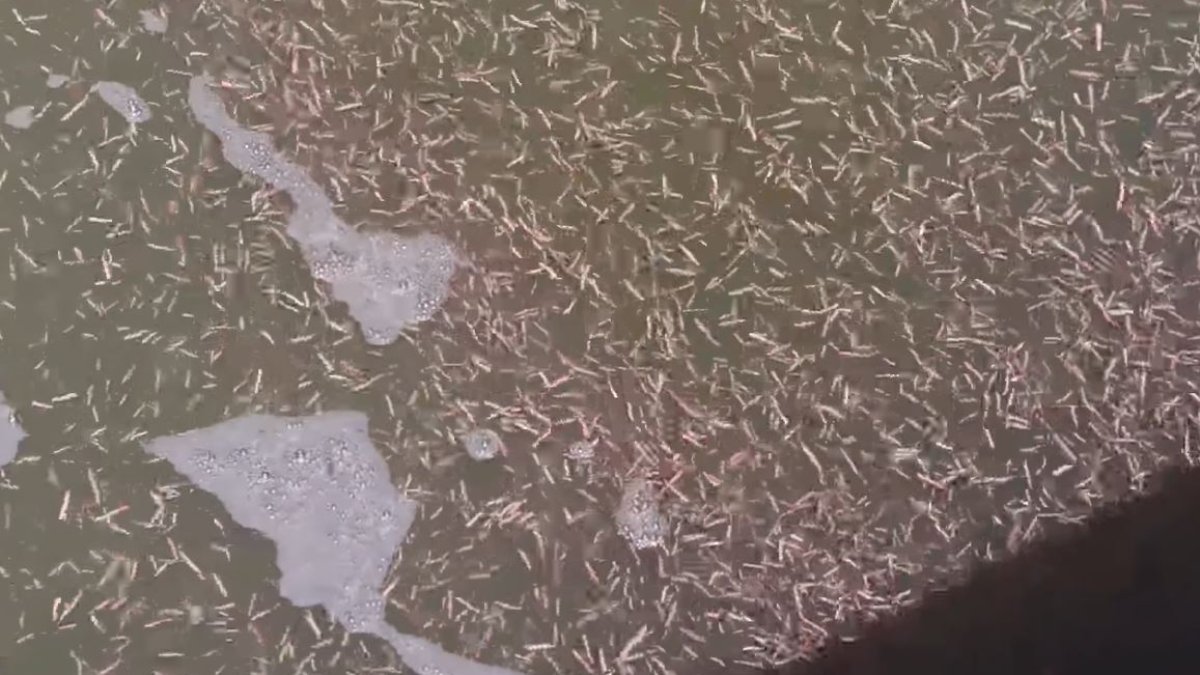 Thousands of Hook-Jawed Marine Worms Swarm South Carolina Coast – NBC ...