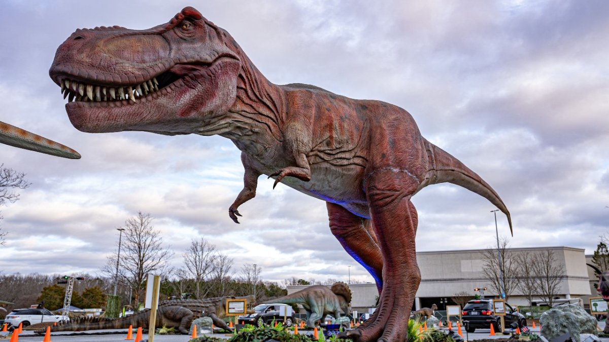 Dino Safari Drive-Thru Extends Into June, Organizers Announce – NBC Chicago