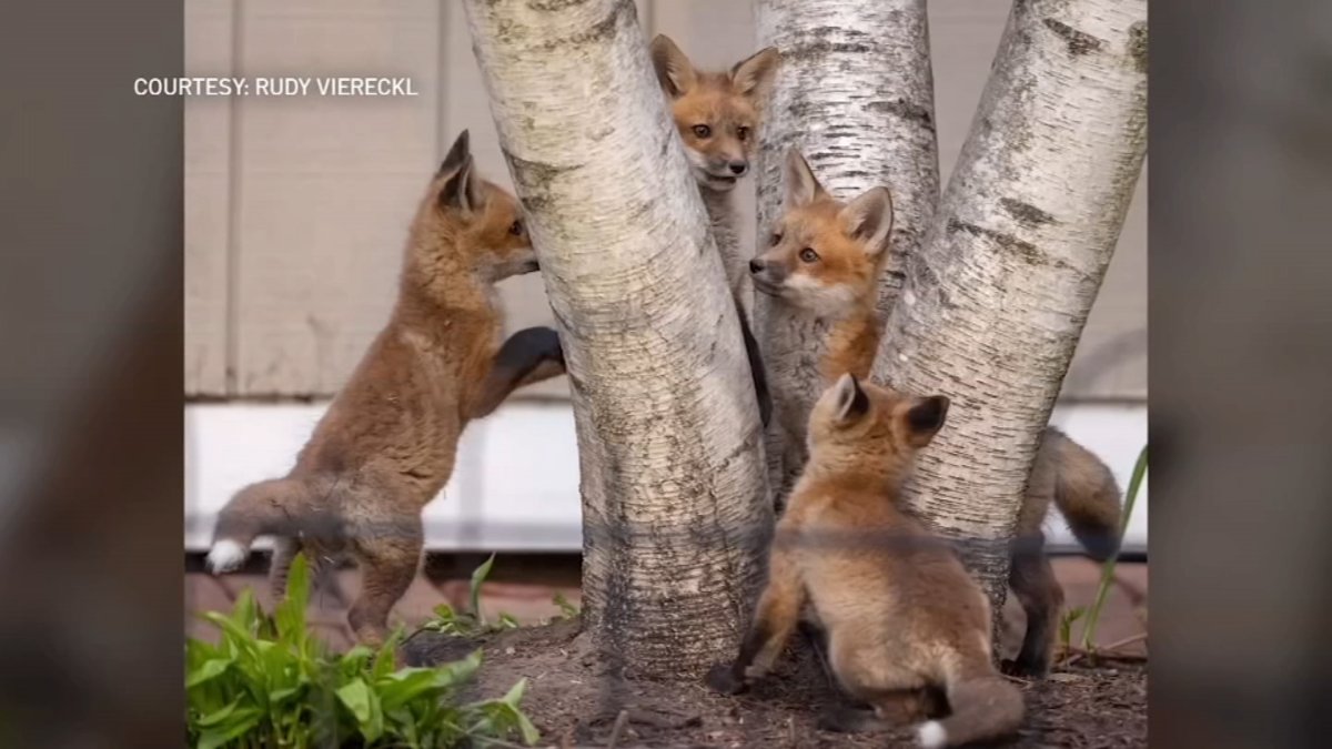 Fox Family Makes New Home in Chicago Suburb – NBC Chicago