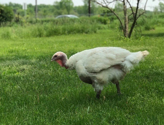 Family Heartbroken After One-Legged Turkey Stolen From Hobart Animal ...