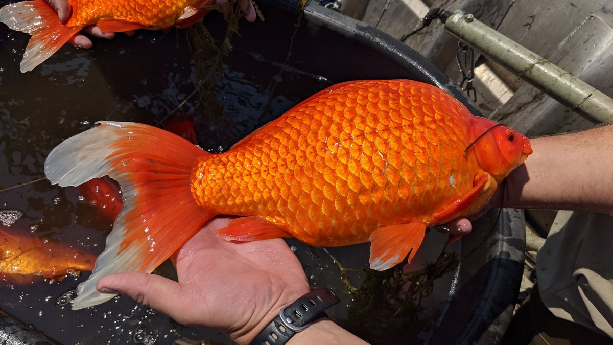 Giant Goldfish Found in Minnesota Lake Prompt Warning – NBC Chicago