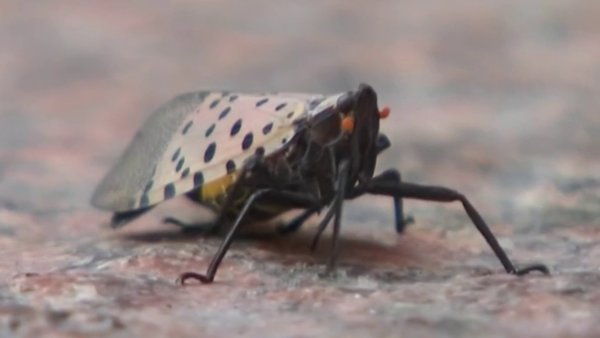 Asian Insect Known to Kill Native Plants Found in Indiana – NBC Chicago