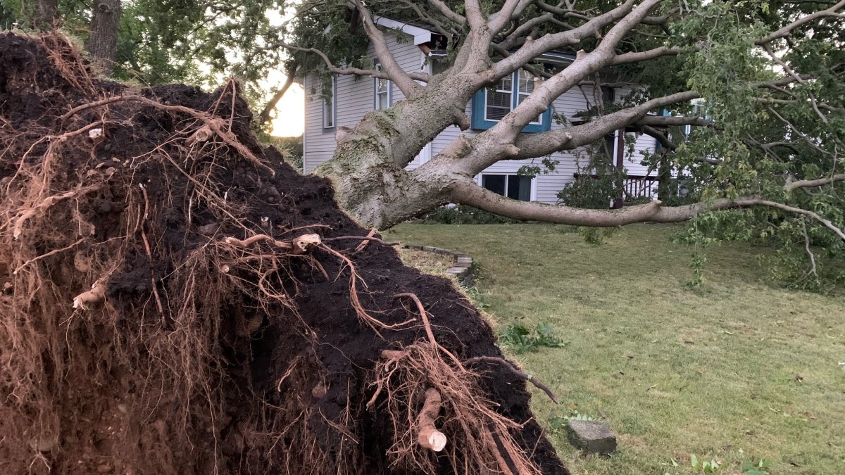 Downed Trees, Power Lines and More: Storm Damage Reported Across ...