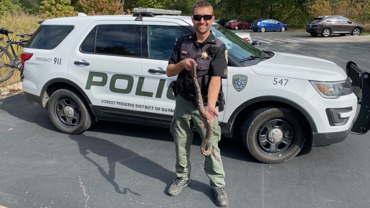 African Snake Found at DuPage County Forest Preserve – NBC Chicago