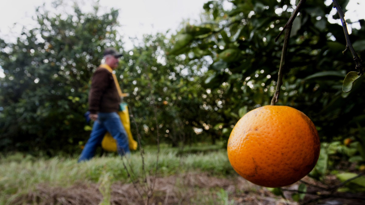 Florida on Pace for Smallest Orange Crop in Over 75 Years – NBC Chicago