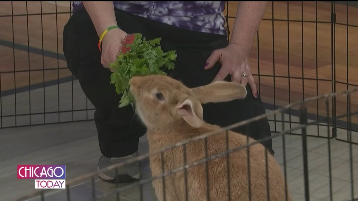 Too Cold? Warm Your Heart by Cuddling Bunnies at Cuddle Bunny – NBC Chicago