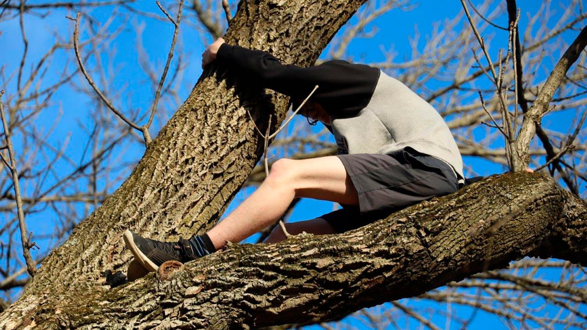 Indiana Teen Gets Stuck in Tree After Climbing Up to Save a Cat – NBC ...