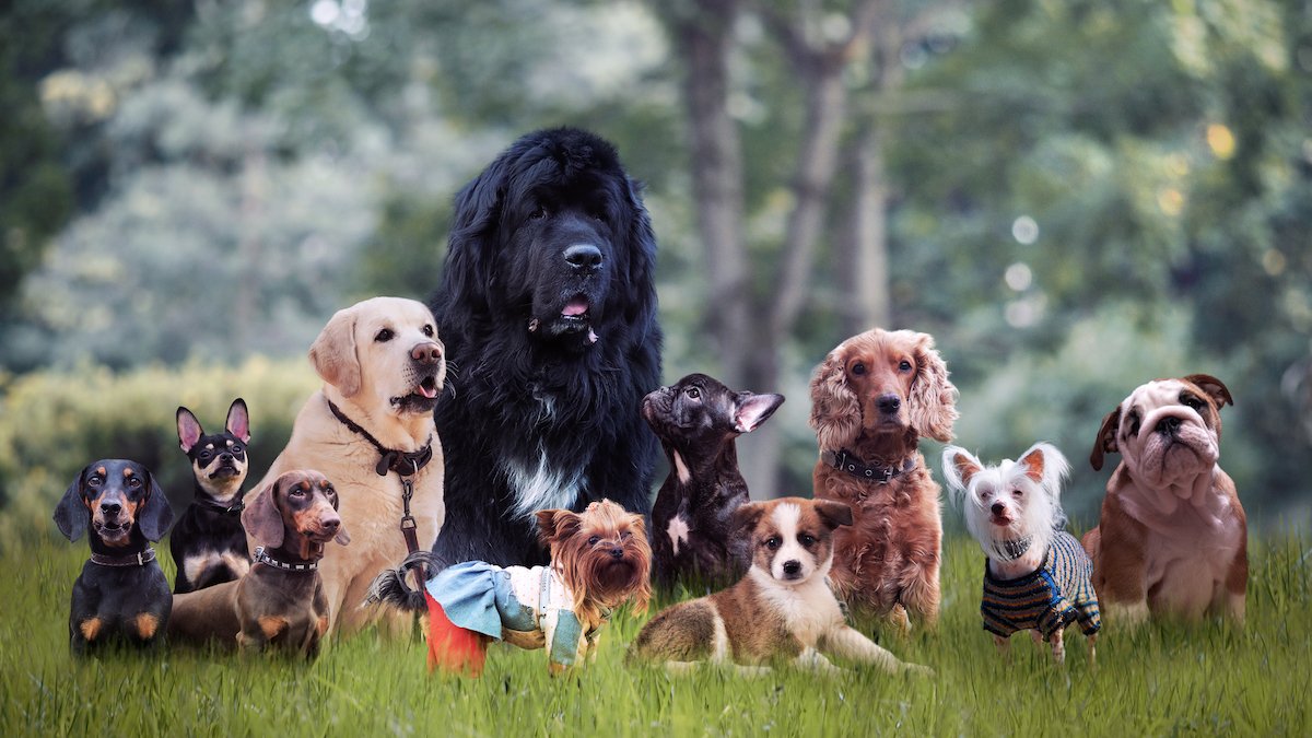 American Kennel Club: Most Popular Dog Breeds of 2021 – NBC Chicago