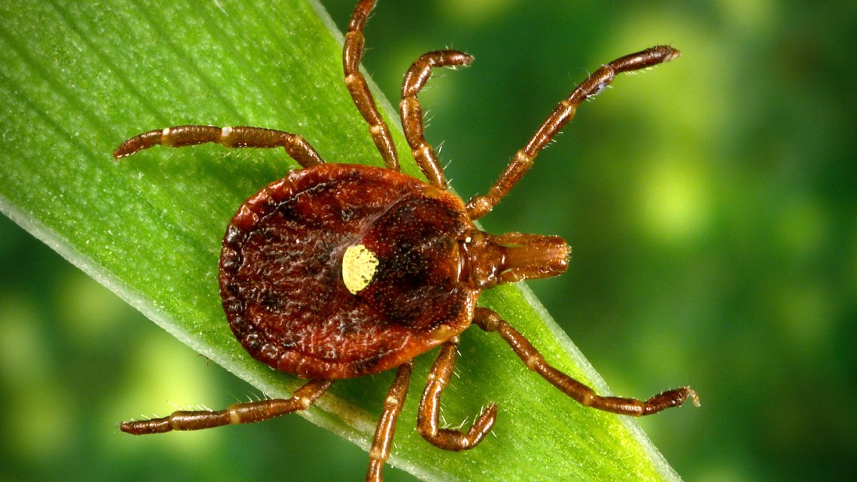 Track Ticks in Illinois Using Interactive Map as Season Begins – NBC ...