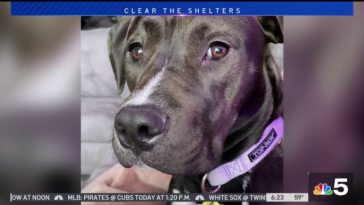 From Praying Mantis to Dog: How One Adopter Went From a Small to a Big ...