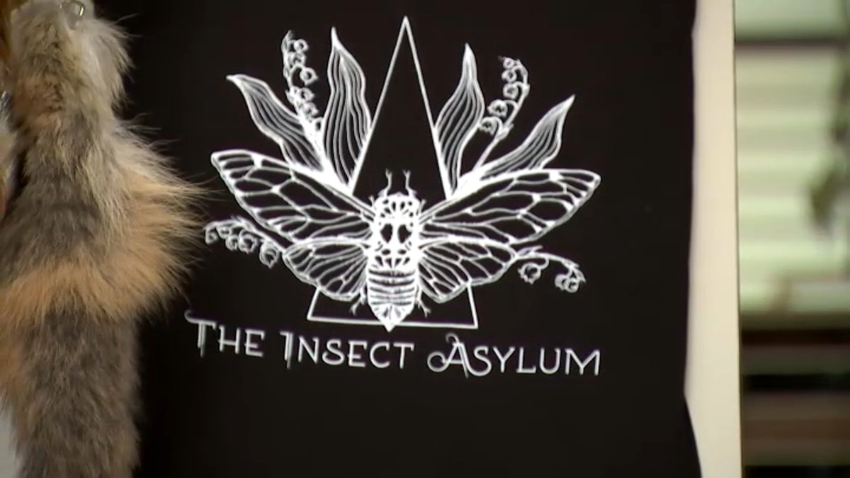 Insect Asylum Museum Opens to Public Saturday – NBC Chicago