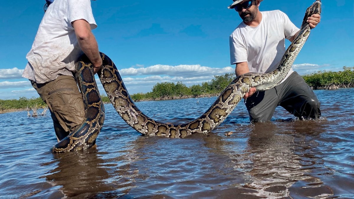 Heaviest Burmese Python Ever Captured in Florida Found in Everglades ...