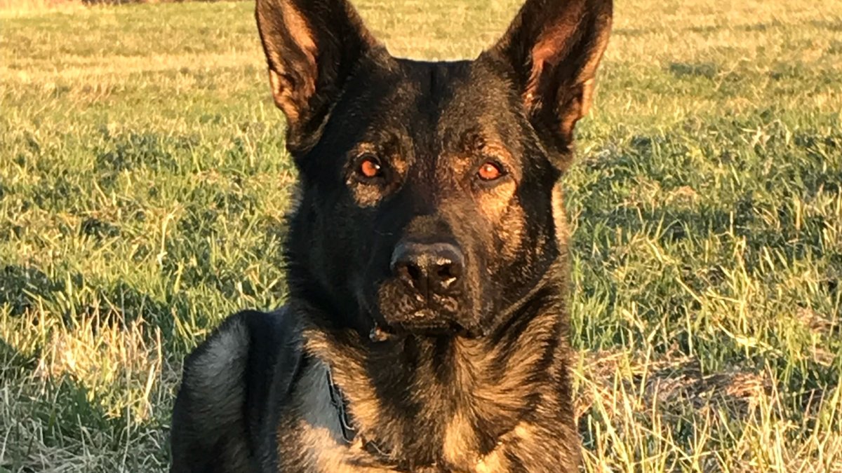 K9 ‘Dax,’ longtime officer with Lake County Sheriff’s Office, retires ...