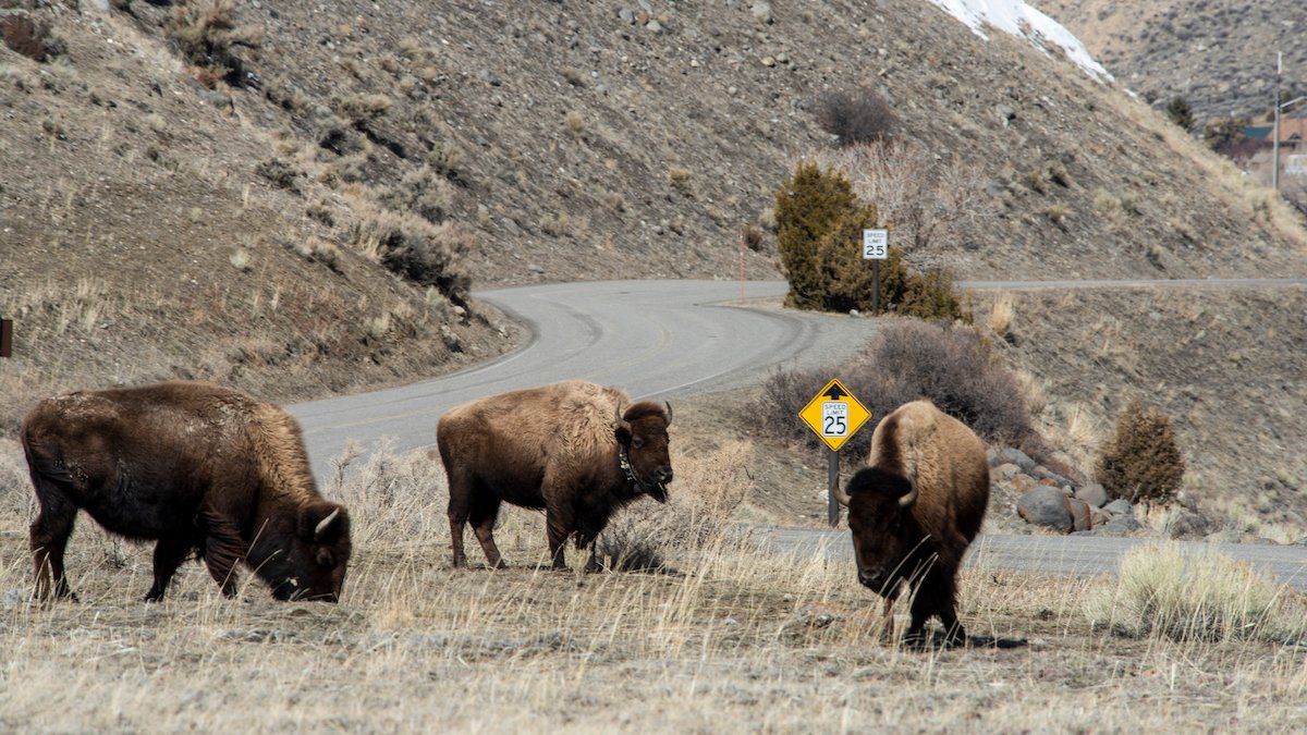 Bison Gores Man Visiting Yellowstone National Park – NBC Chicago