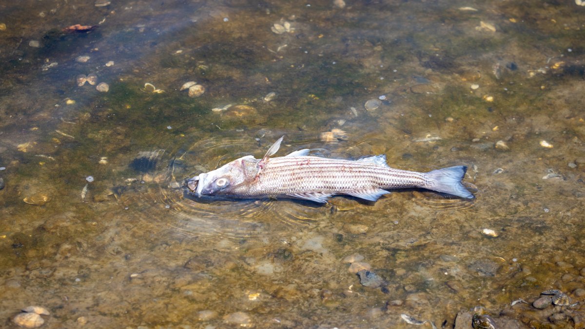 Dead Fish in San Francisco Bay Area Blamed on Toxic Red Tide – NBC Chicago
