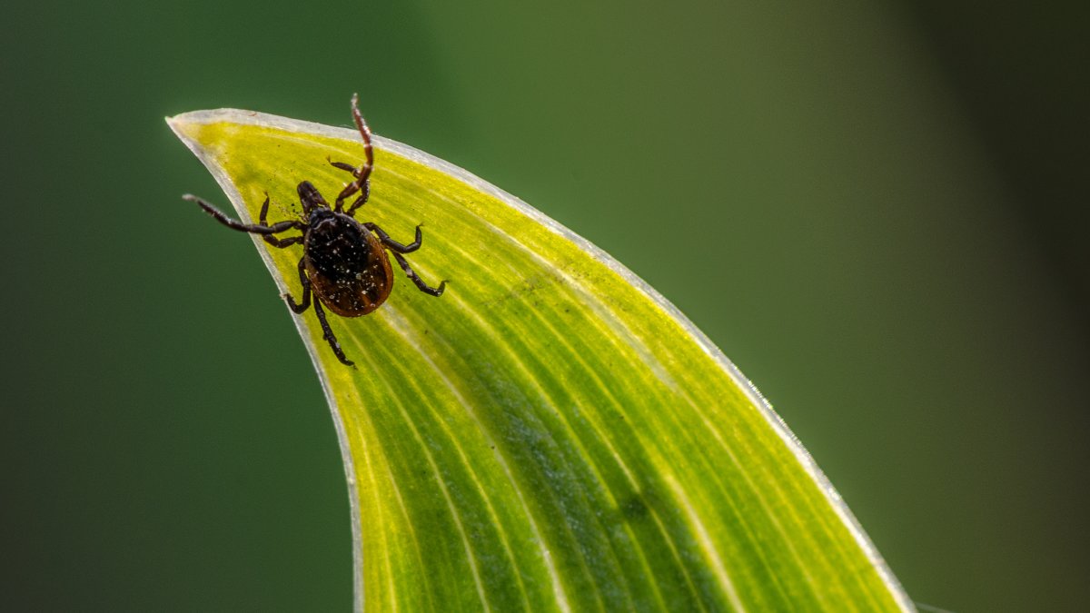 As Summer Nears, Illinois Officials Spread Awareness of Dangers of Tick ...