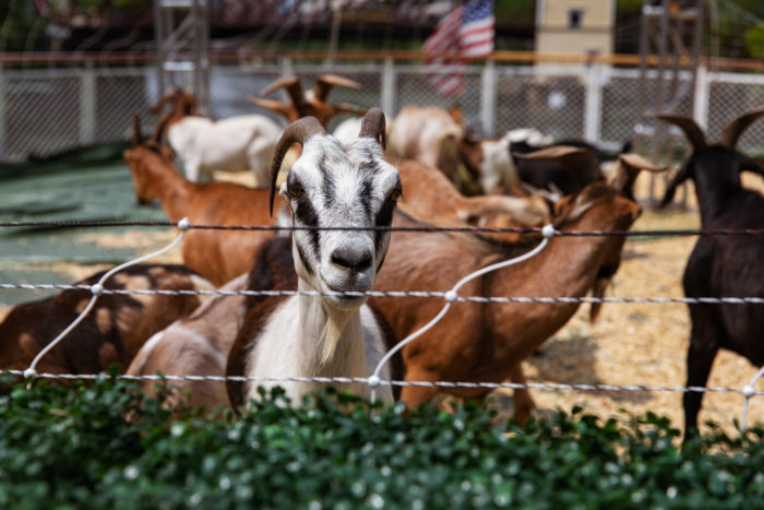 Goats to Enjoy Chicago River Cruise Before Heading to Work at ...