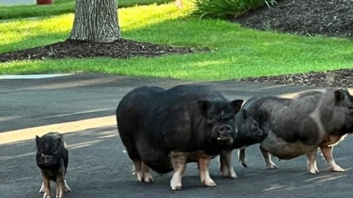 Four Pigs Are on the Loose in a Western Chicago Suburb – NBC Chicago