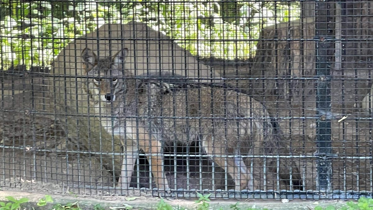 Actor Ricky Gervais Weighs in on Coyote Controversy, Calls on Cook ...