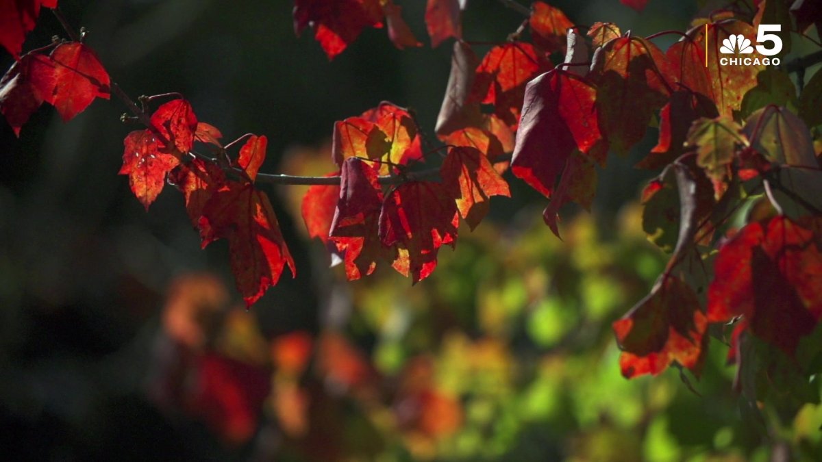 Why Do Leaves Change Color? – NBC Chicago