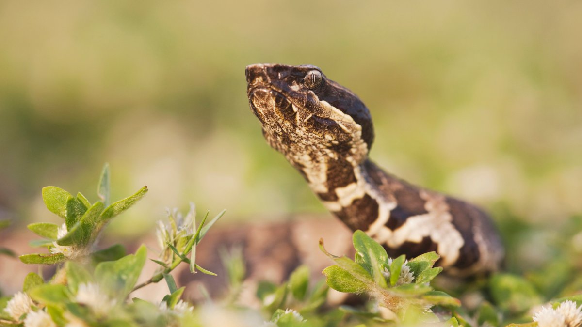 Stretch of Road in Southern Illinois Shut Down Due to Snake Migration ...