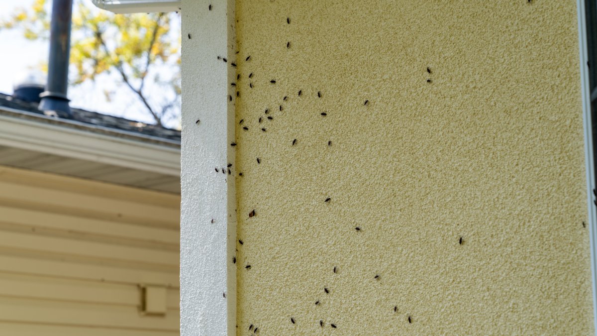 These 2 Bugs Could Be Invading Your Homes This Fall – Some in Large ...