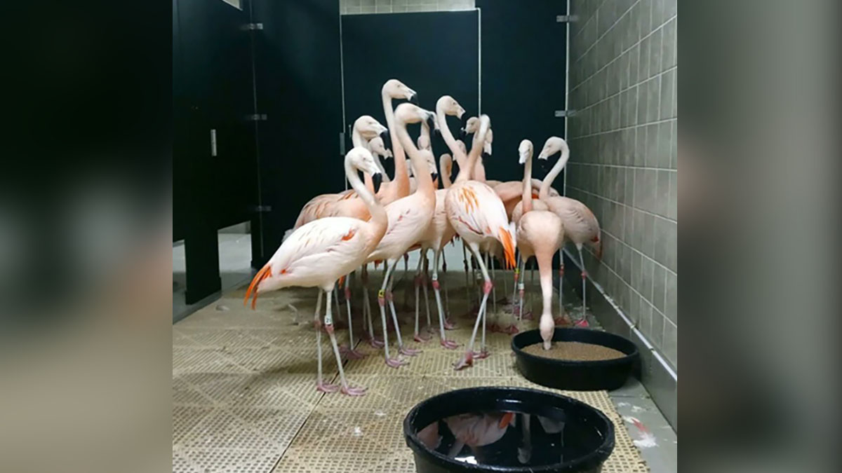 Florida Flamingos Ride Out Hurricane Ian in Sunken Gardens Bathroom ...