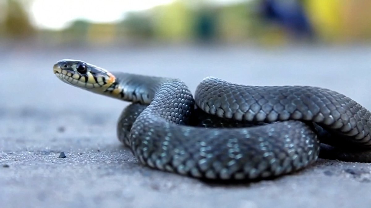 ‘Snake Road’ in Illinois Closed for Weeks Due to Snake Migration – NBC ...
