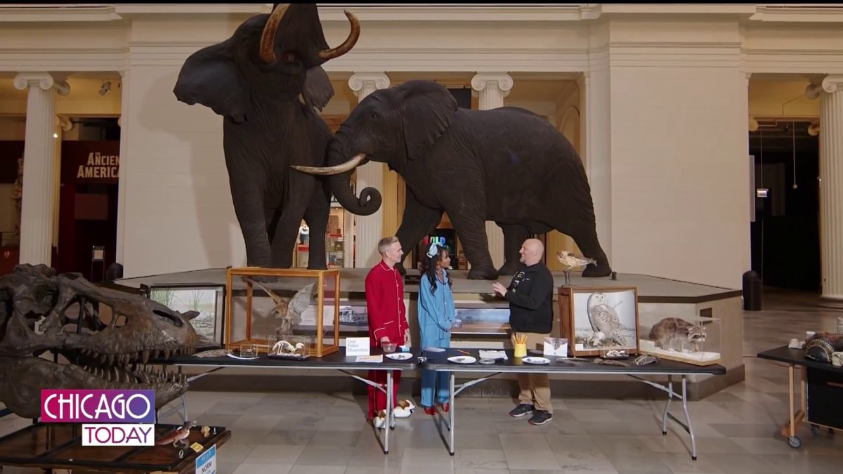 Field Museum Offers Sleepover for Kids full of Scientific Activities ...