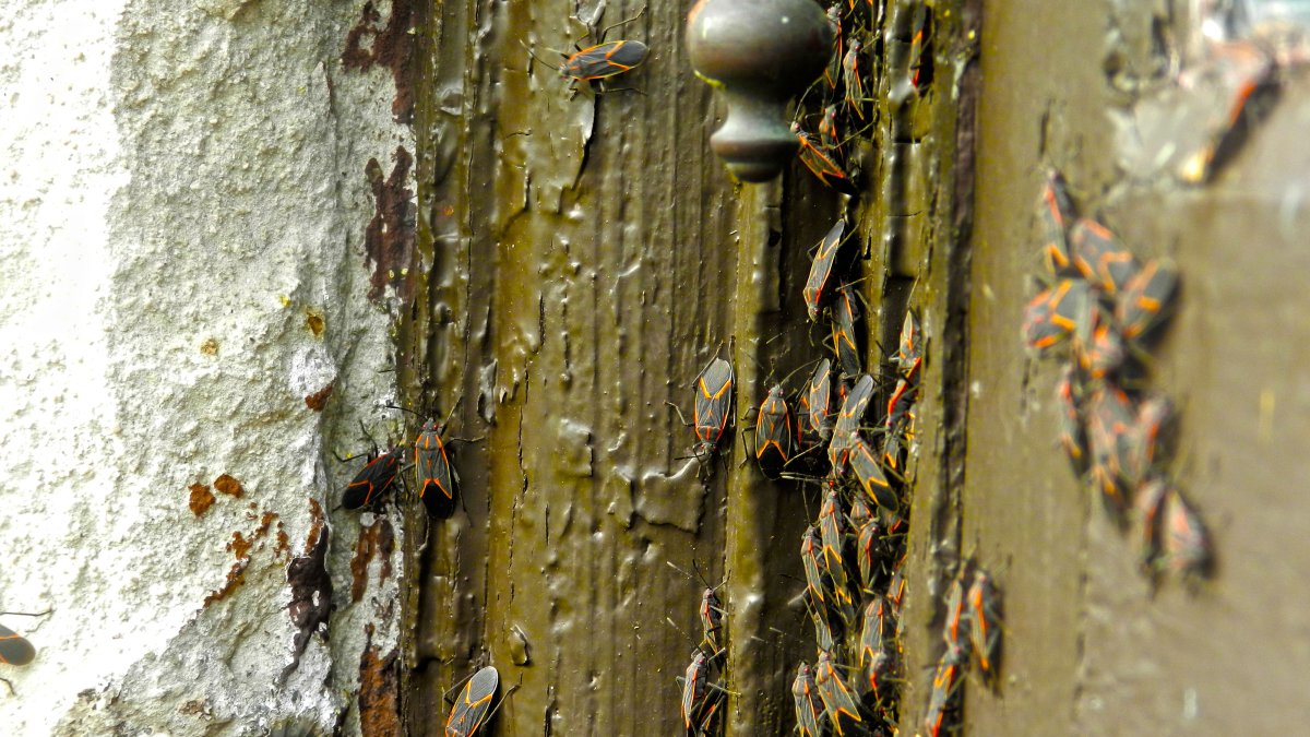 These 4 Animals Could Appear in Your Chicago-Area Home in ‘Fairly Large ...