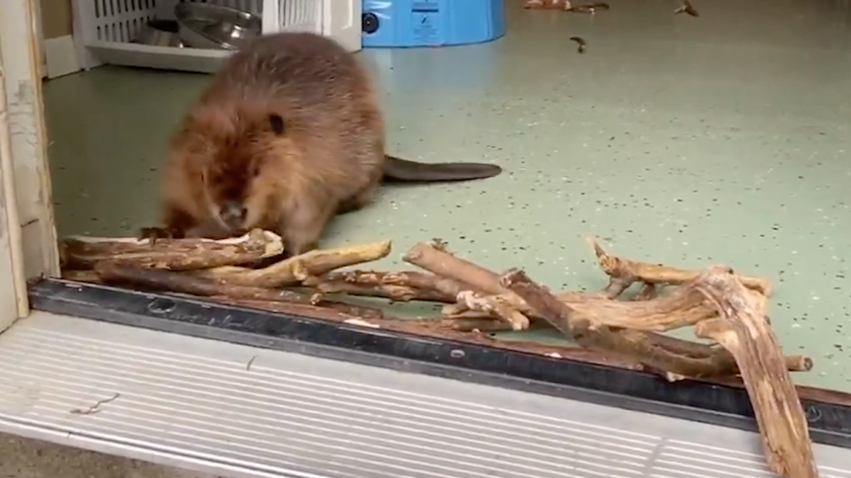 Beavers Gonna Beaver: Wild Beaver Builds Indoor Dam – NBC Chicago
