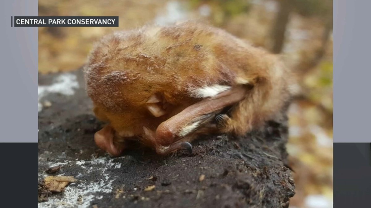 Bats Are Falling to the Ground in NYC's Central Park — Here's Why ...